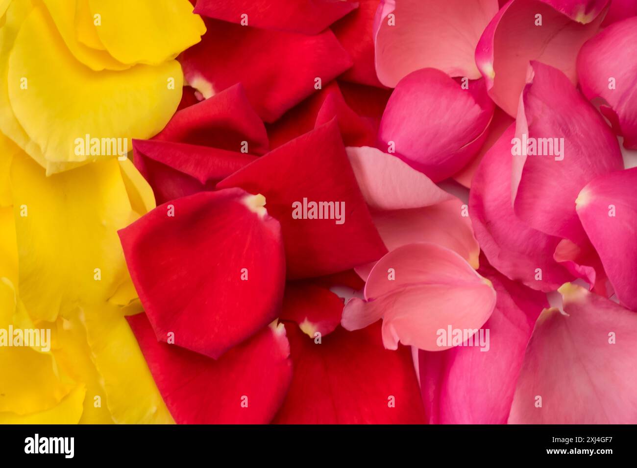 colorful rose petals structured pattern Stock Photo - Alamy