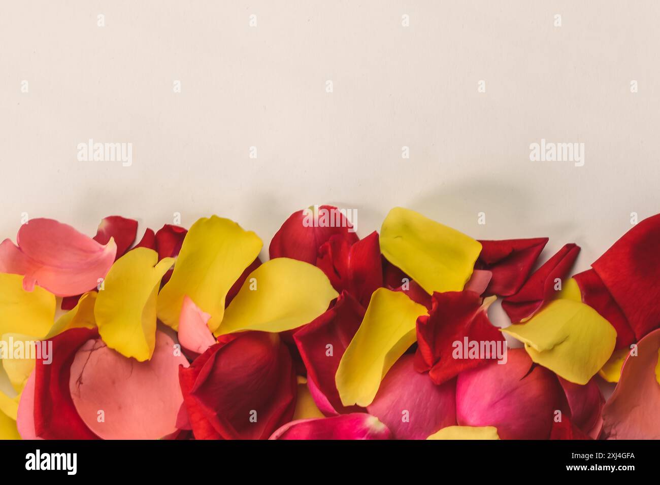 colorful rose petals structured pattern Stock Photo - Alamy