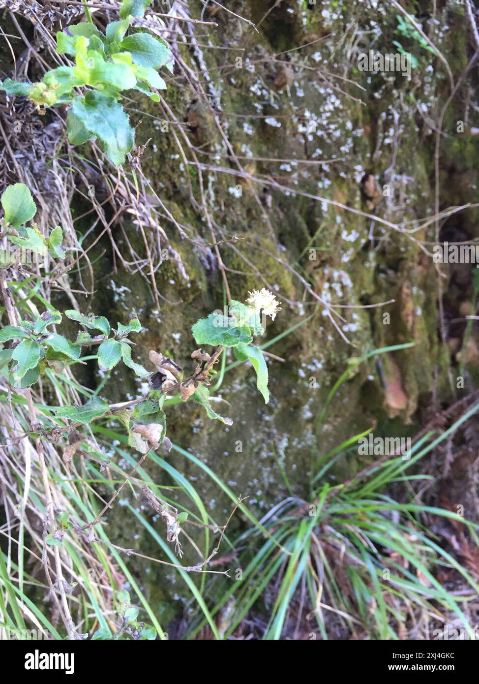 modesty (Whipplea modesta) Plantae Stock Photo - Alamy