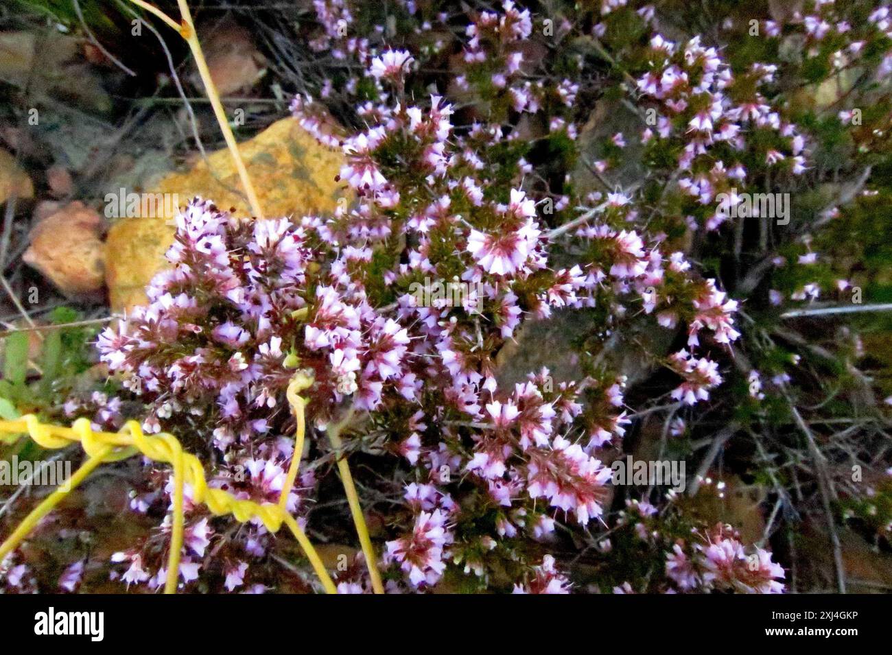 Rednut Heath (Erica anguliger) Plantae Stock Photo - Alamy