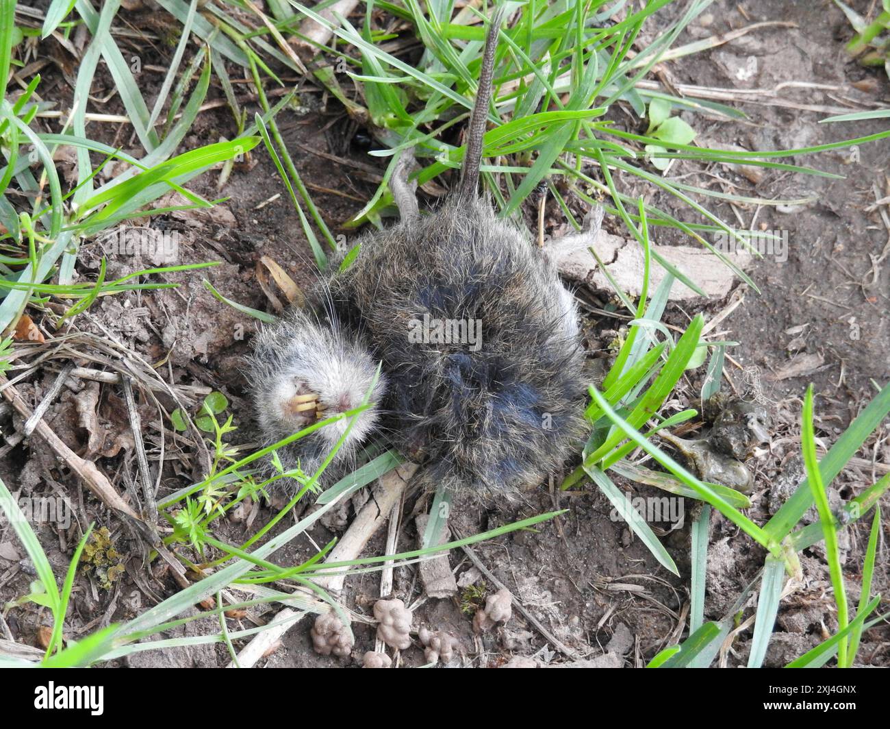 Voles, Lemmings, and Muskrats (Arvicolinae) Mammalia Stock Photo - Alamy