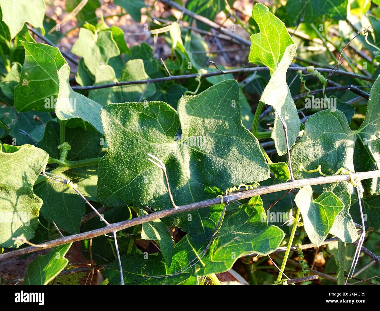 Man-roots (Marah) Plantae Stock Photo - Alamy