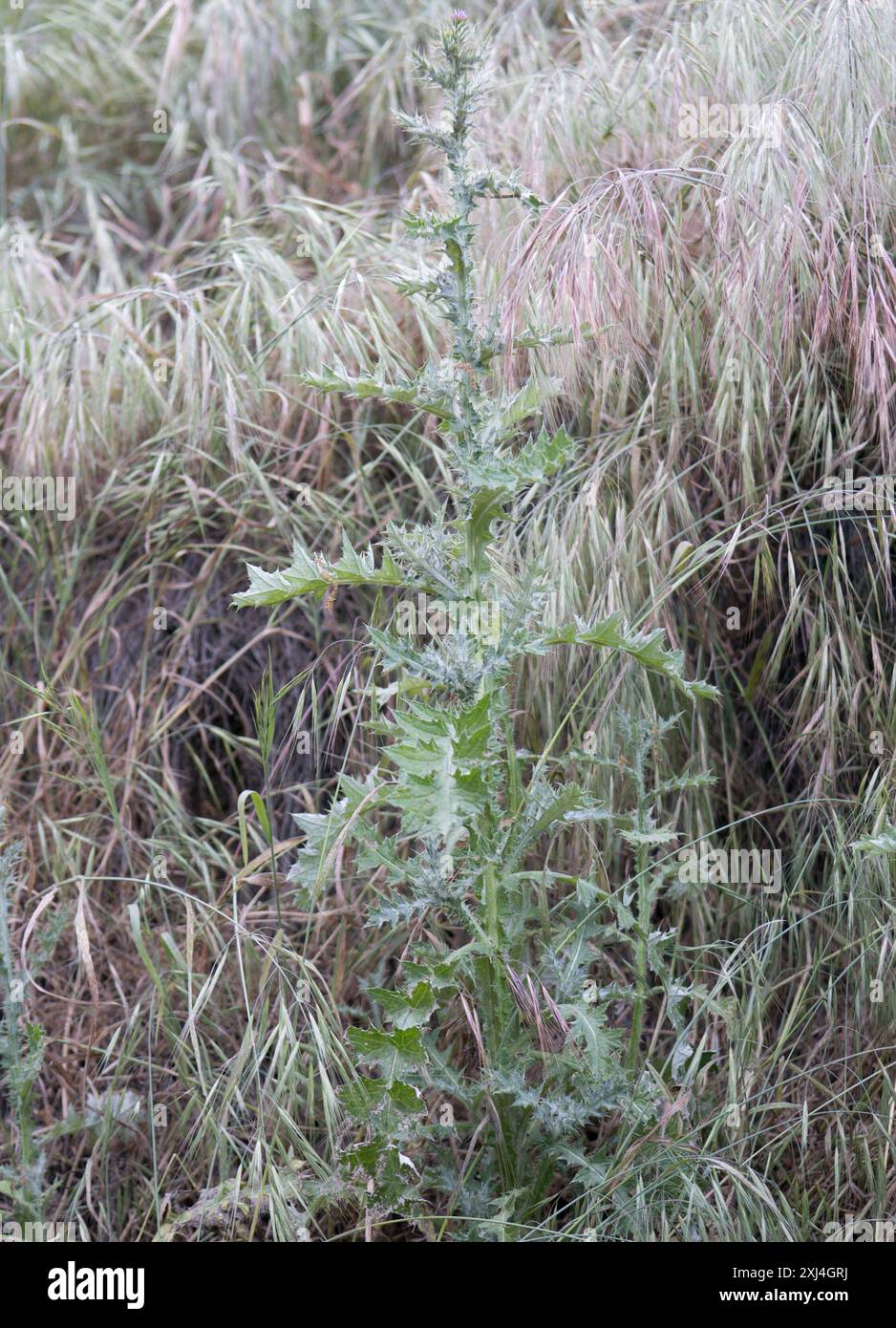 Italian thistle (Carduus pycnocephalus) Plantae Stock Photo - Alamy