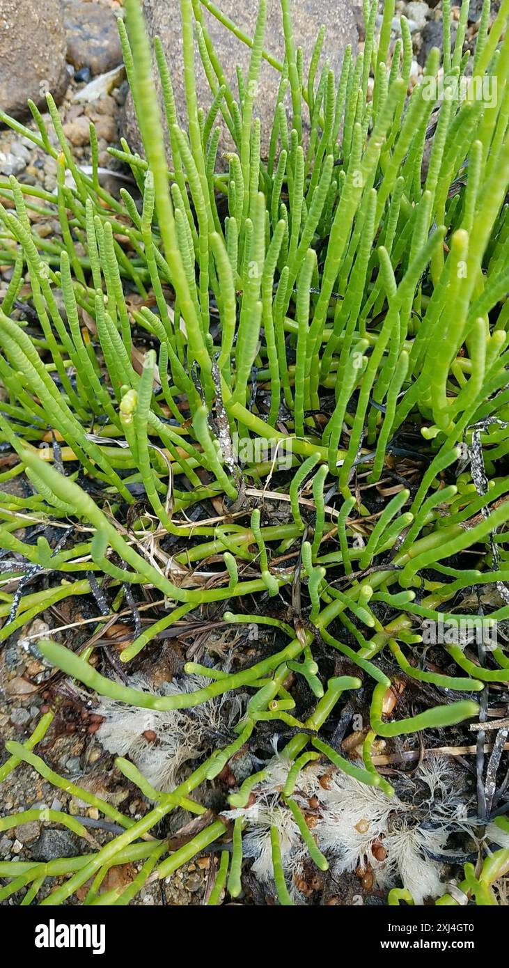 Perennial Glasswort (Salicornia perennis) Plantae Stock Photo - Alamy