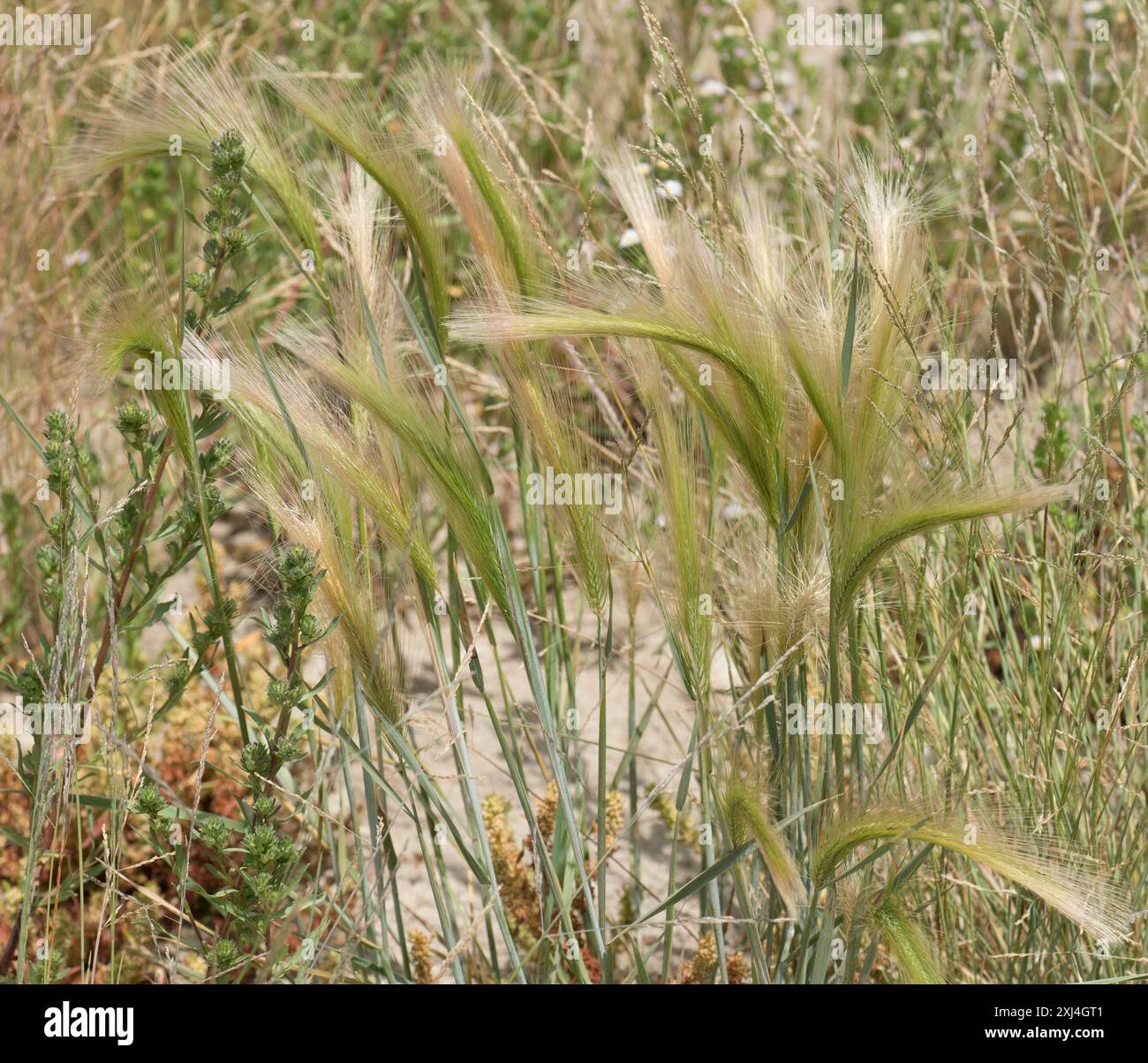 Foxtail Barley (Hordeum jubatum) Plantae Stock Photo - Alamy