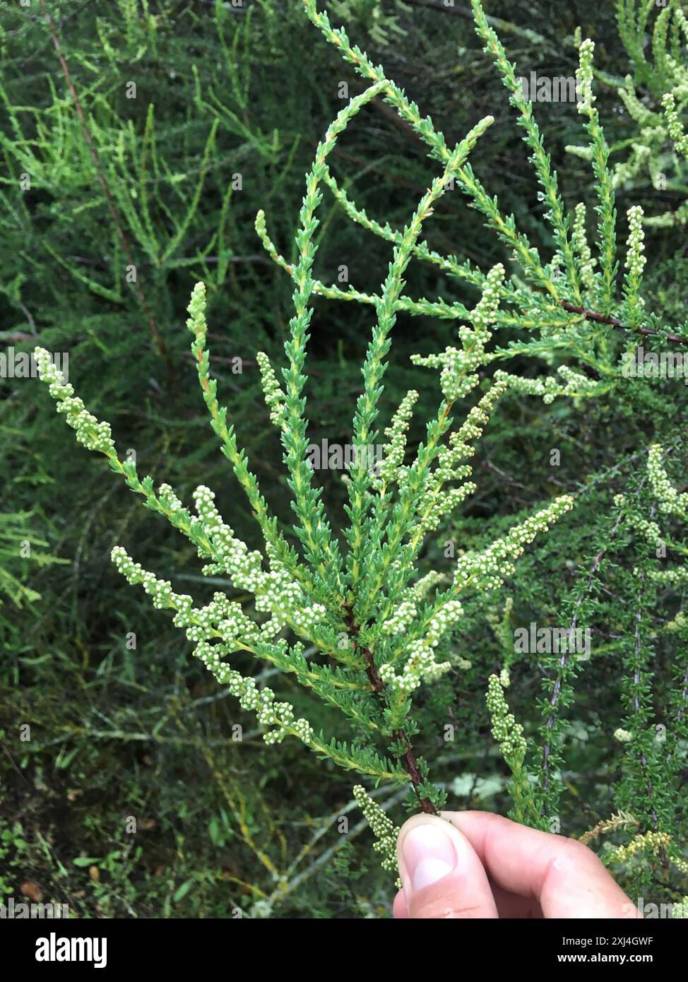 chamise (Adenostoma fasciculatum) Plantae Stock Photo - Alamy