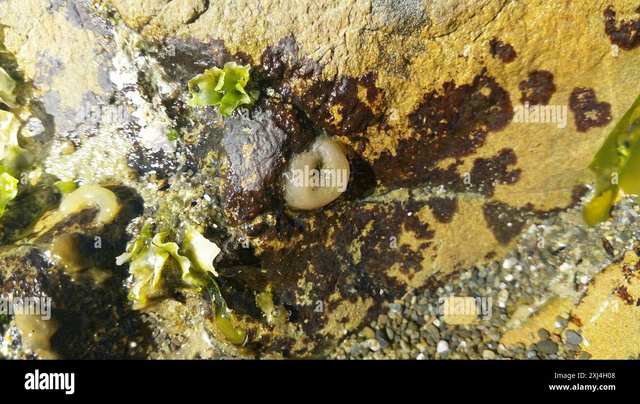 Gastropods (Gastropoda) Mollusca Stock Photo - Alamy