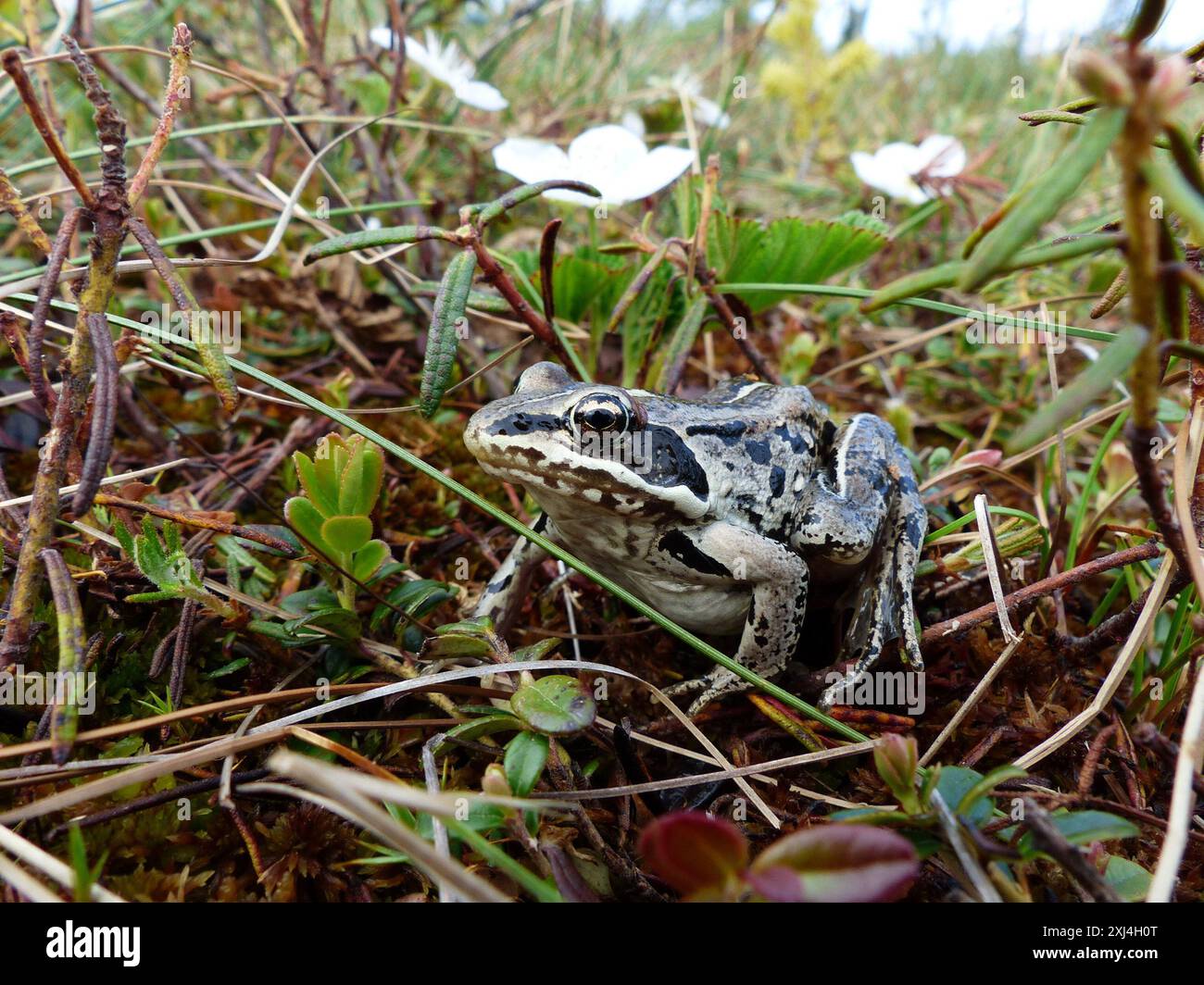 Wood Frog (Lithobates sylvaticus) Amphibia Stock Photo - Alamy