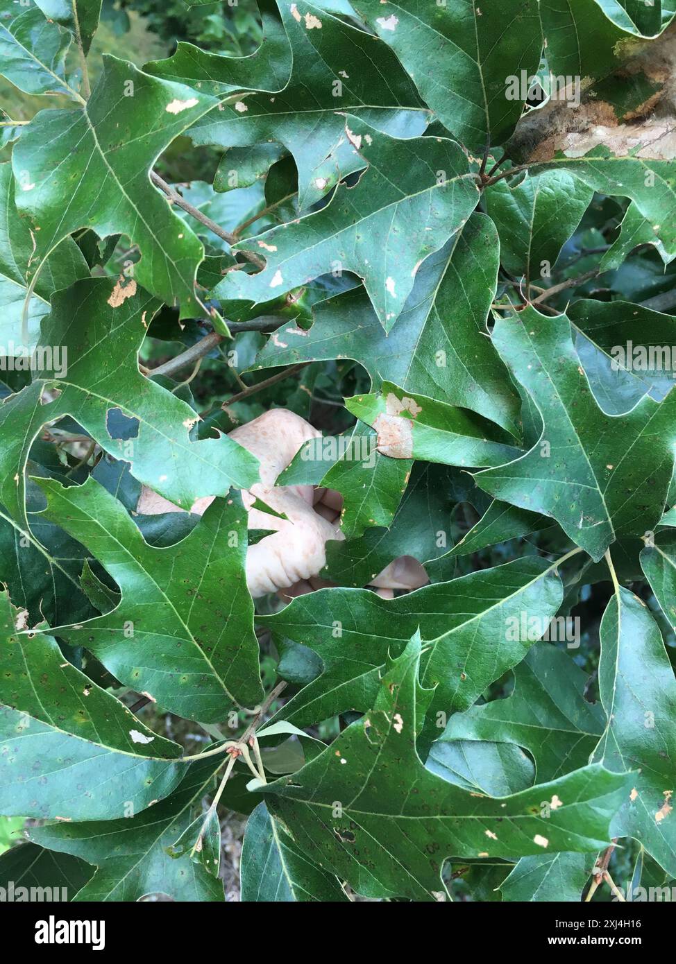 southern red oak (Quercus falcata) Plantae Stock Photo - Alamy