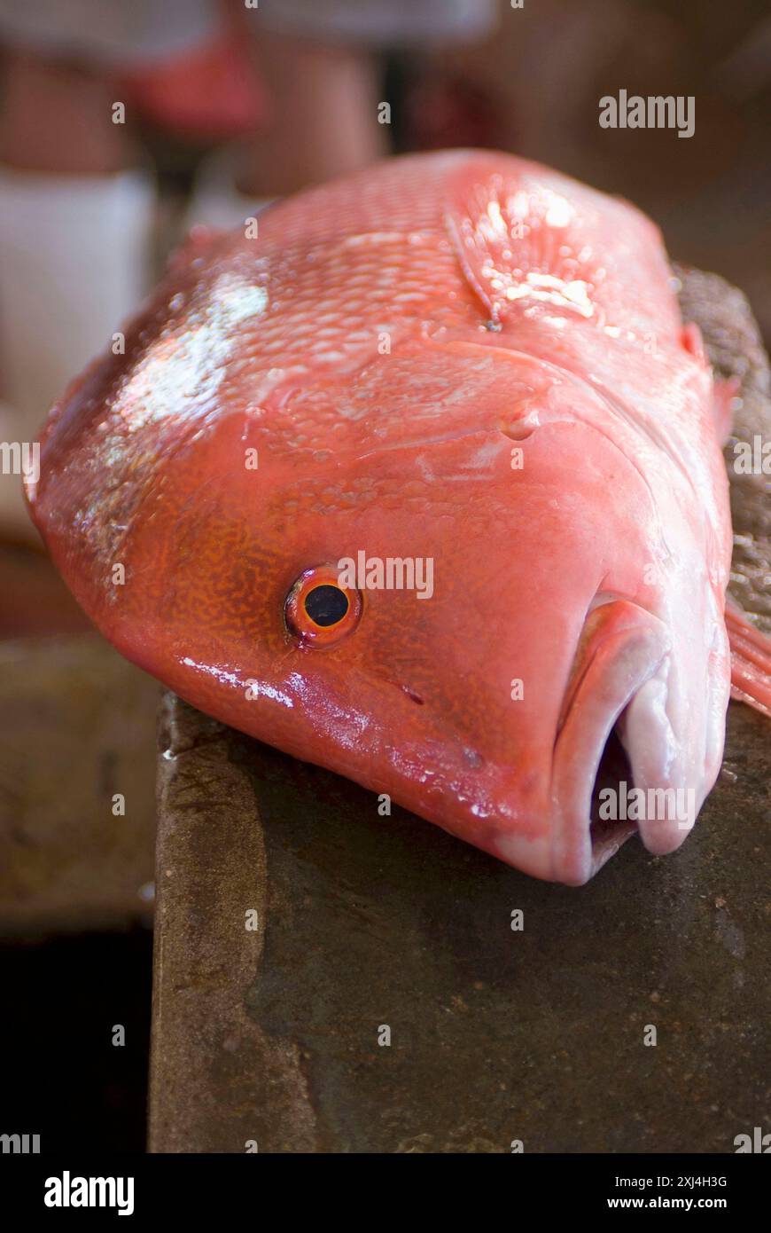 Emperor red snapper fish hi-res stock photography and images - Alamy