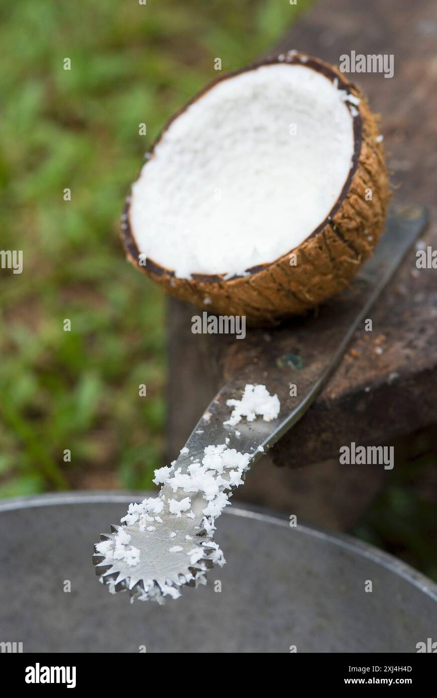Cutting a coconut Stock Photo - Alamy