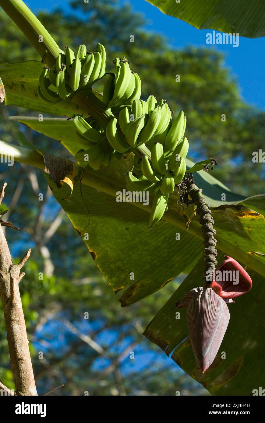 bananas on the tree Stock Photo - Alamy