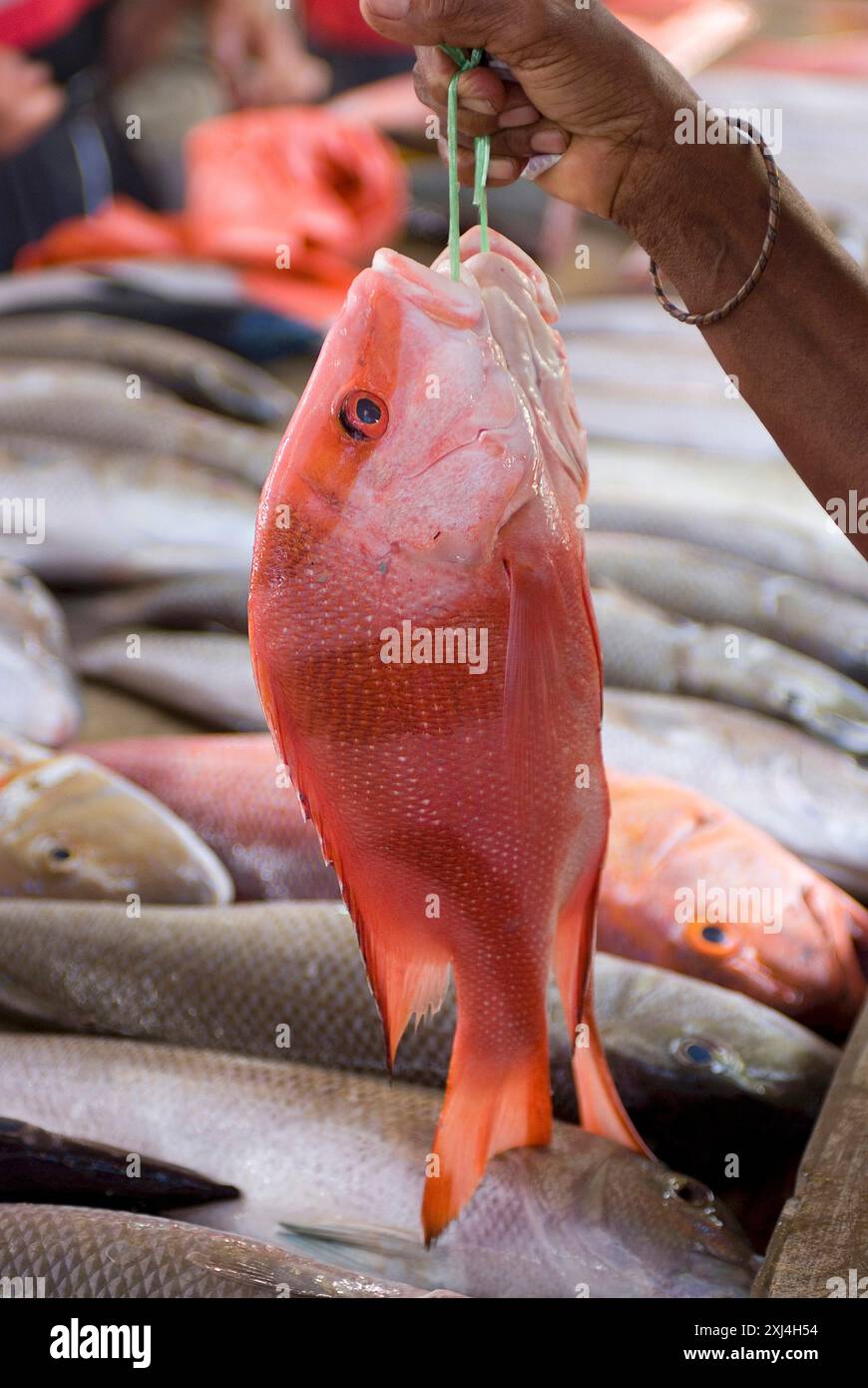 Emperor red snapper Stock Photo - Alamy