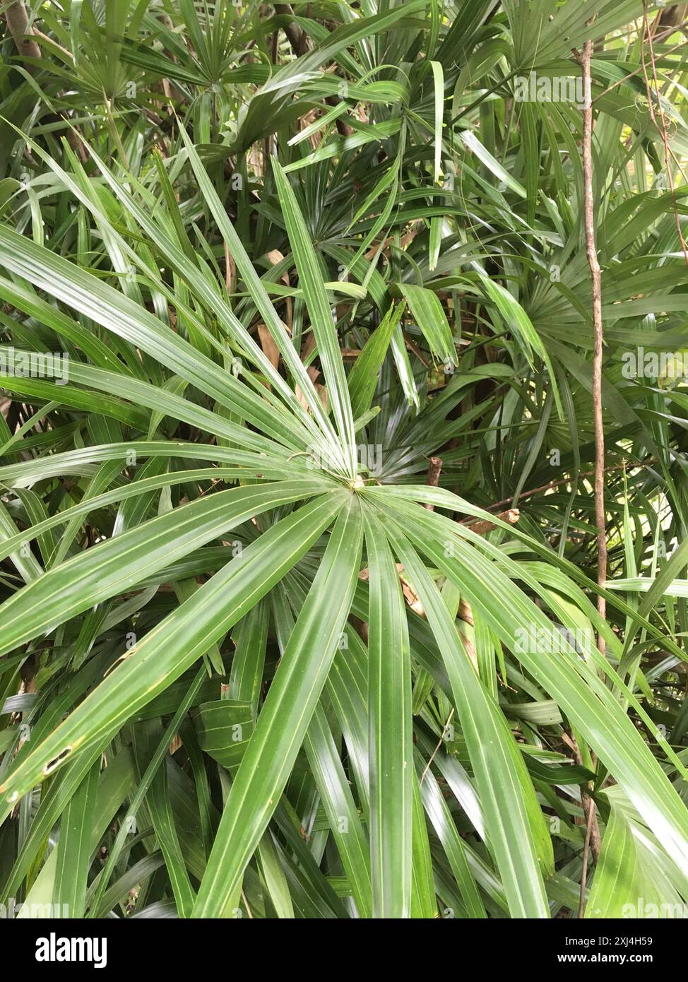 needle palm (Rhapidophyllum hystrix) Plantae Stock Photo - Alamy