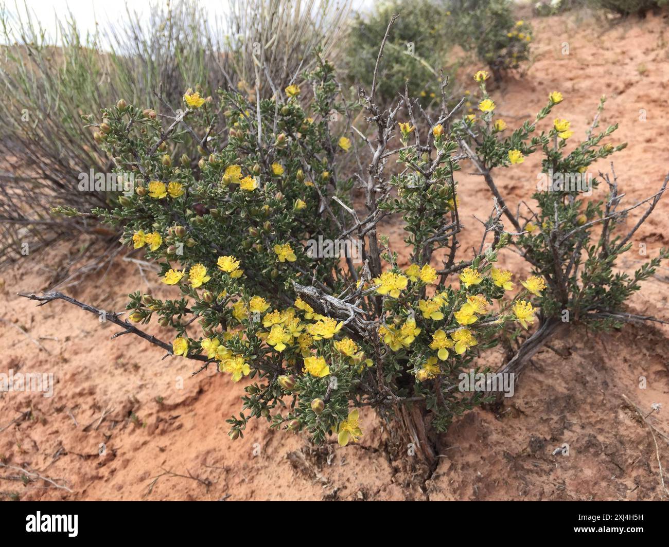 Blackbrush hi-res stock photography and images - Alamy