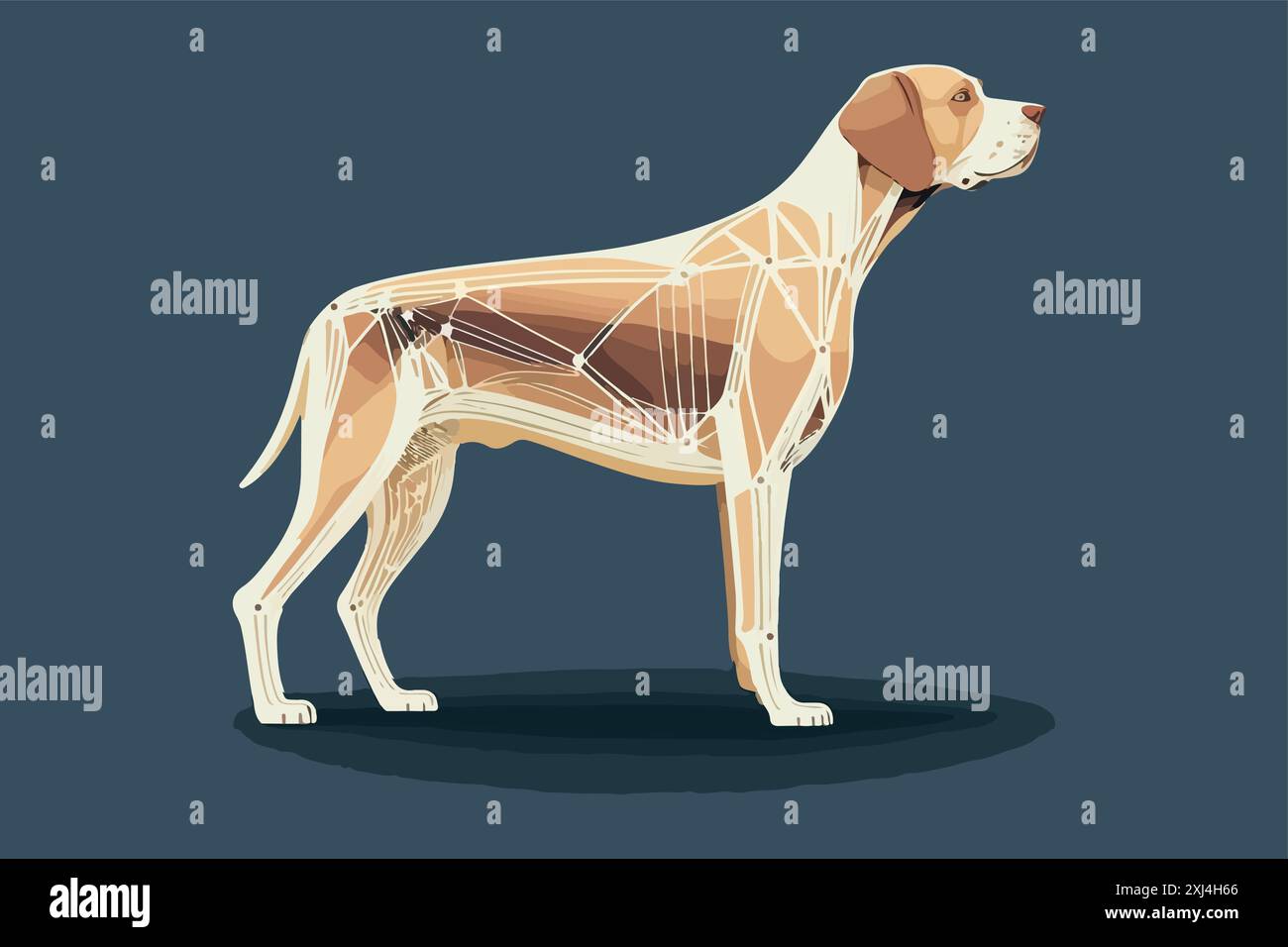 Dog Anatomy vector illustration Stock Vector Image & Art - Alamy