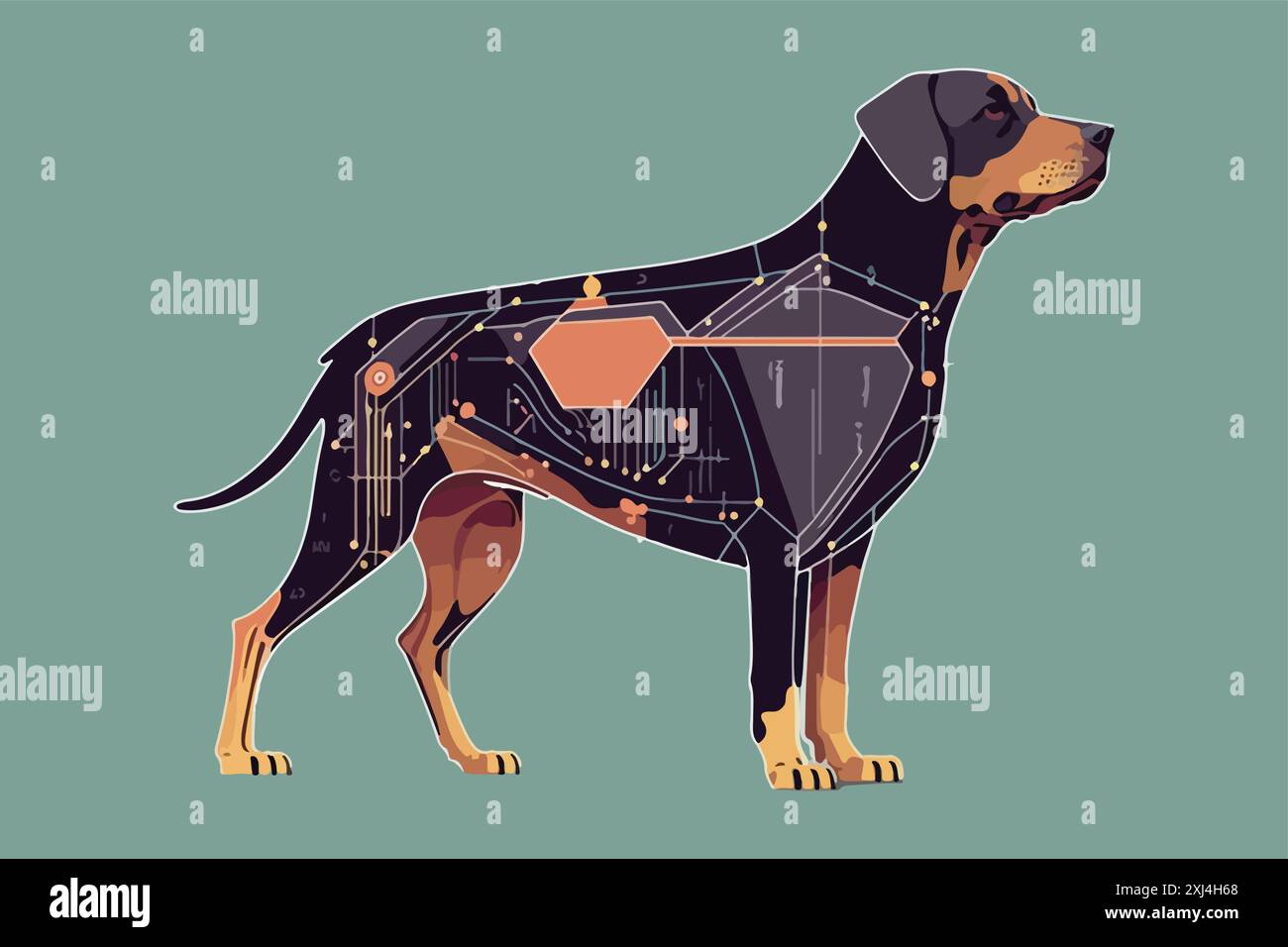 Dog Anatomy vector illustration Stock Vector Image & Art - Alamy