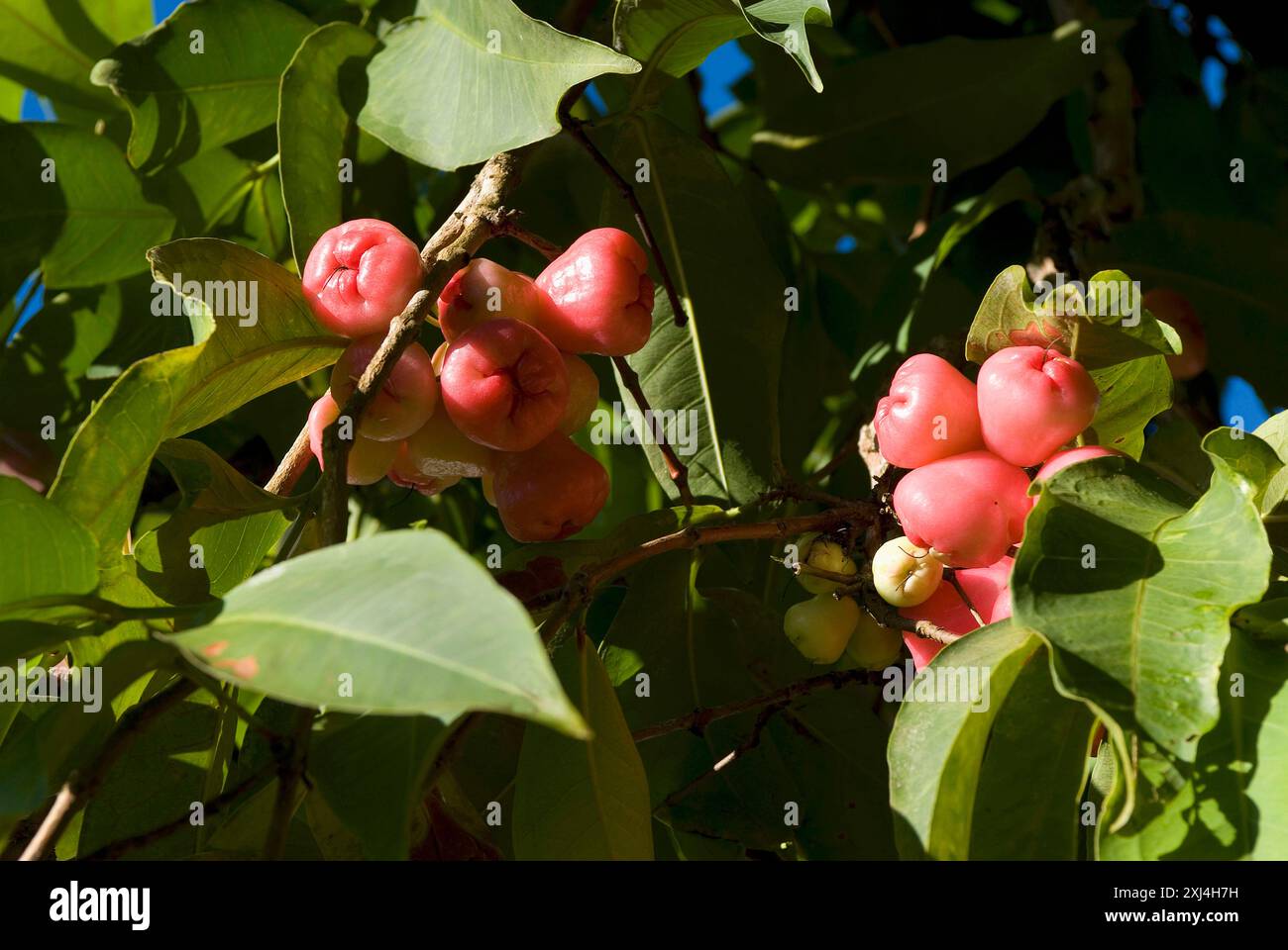 Otaheite apple on the tree Stock Photo - Alamy