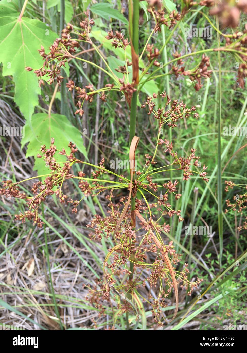 Jamaica swamp sawgrass (Cladium mariscus jamaicense) Plantae Stock ...