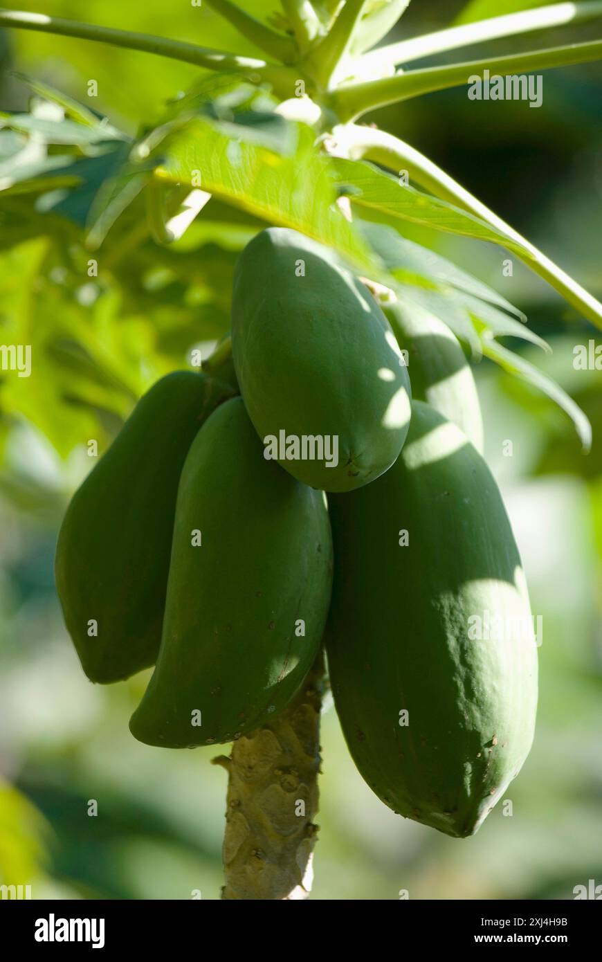 Papayas on the tree Stock Photo - Alamy