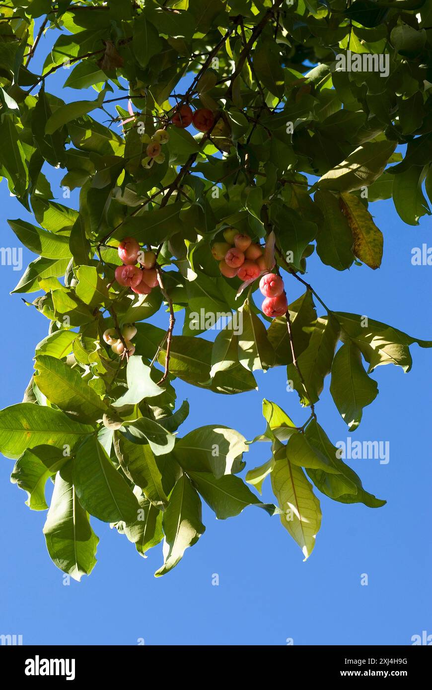 Otaheite apple tree hi-res stock photography and images - Alamy
