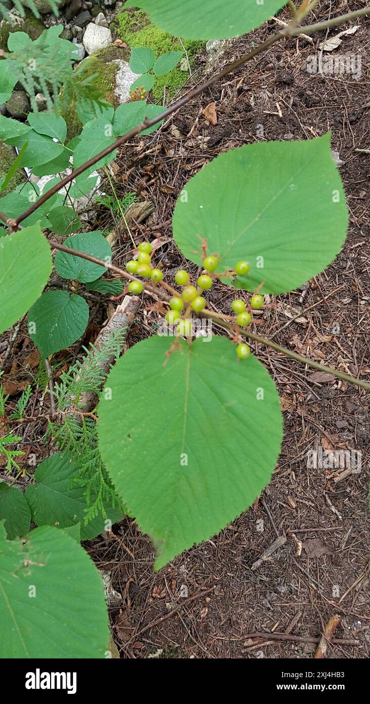 hobblebush (Viburnum lantanoides) Plantae Stock Photo - Alamy