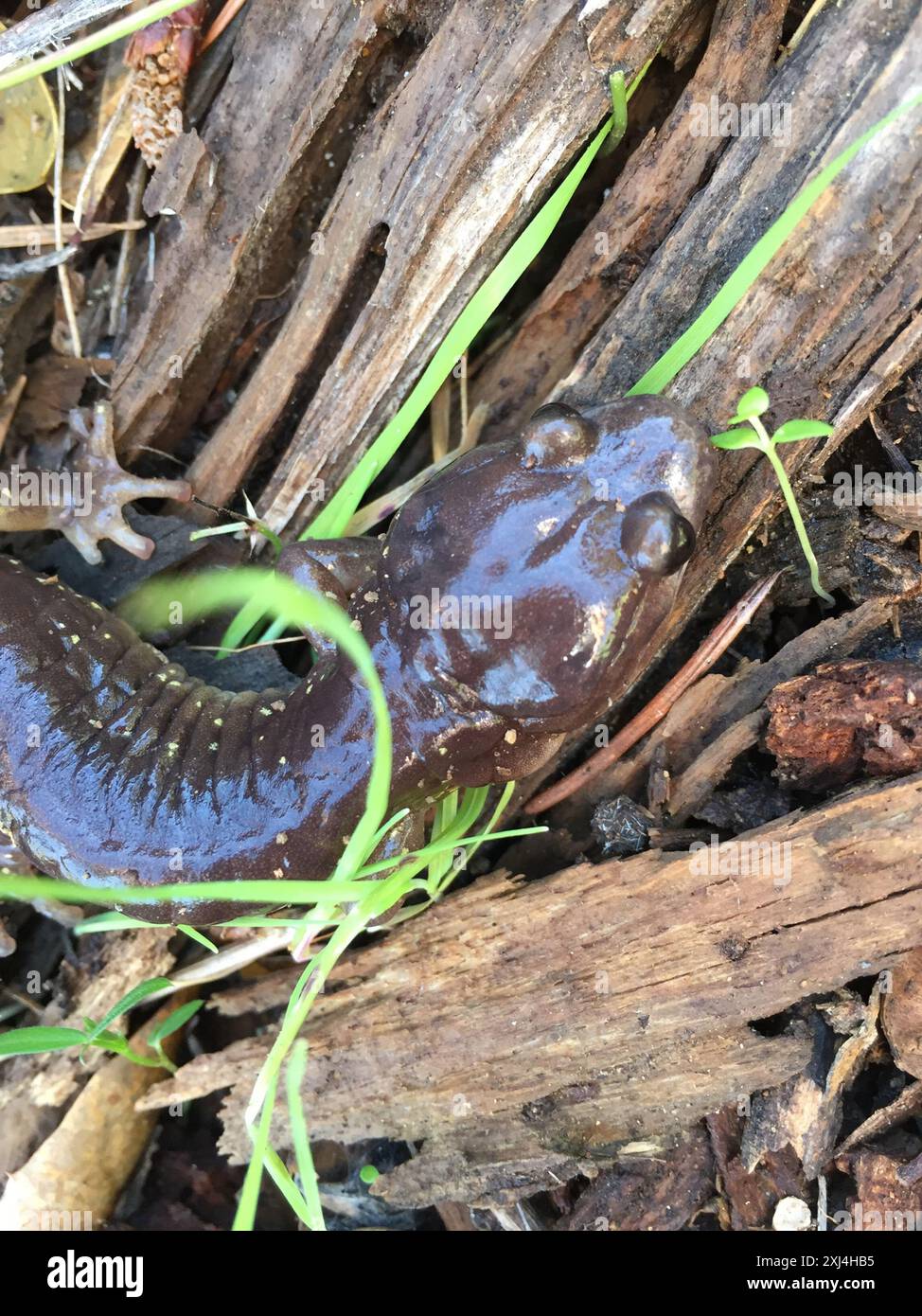 Arboreal Salamander (Aneides lugubris) Amphibia Stock Photo - Alamy