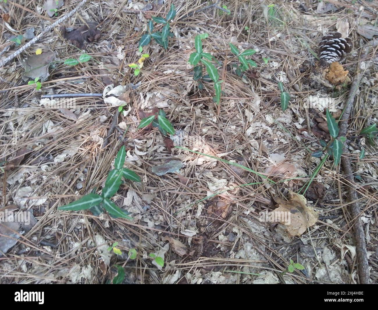 striped wintergreen (Chimaphila maculata) Plantae Stock Photo - Alamy