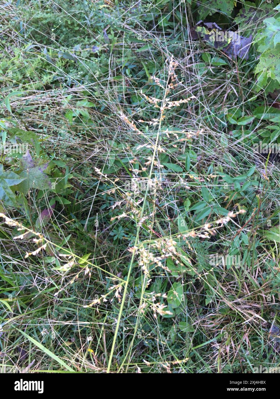 Beaked Panic Grass (Coleataenia anceps anceps) Plantae Stock Photo - Alamy