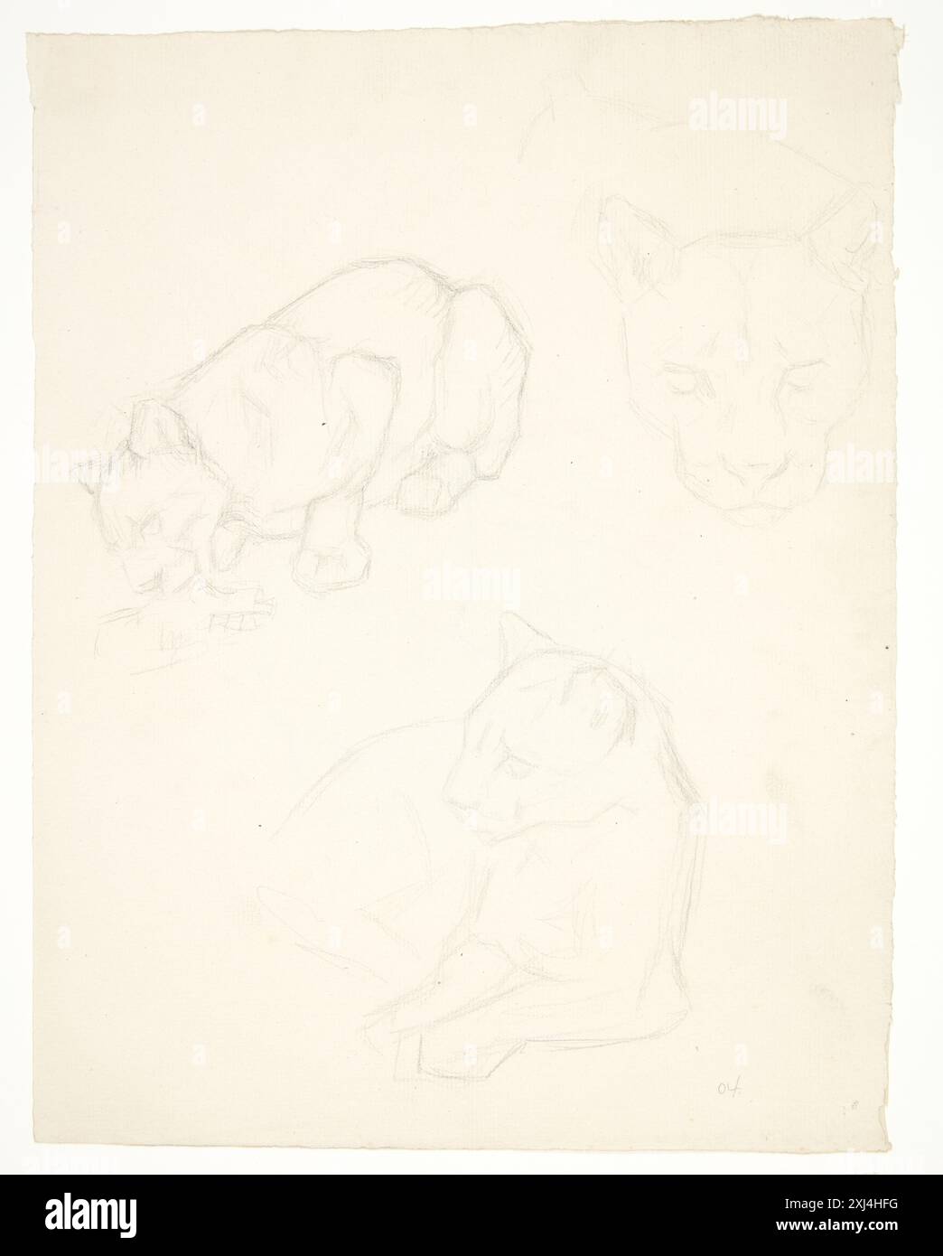 Three studies of a lion cub Rathsack, Svend 1885 - 1941 Drawing Tre ...