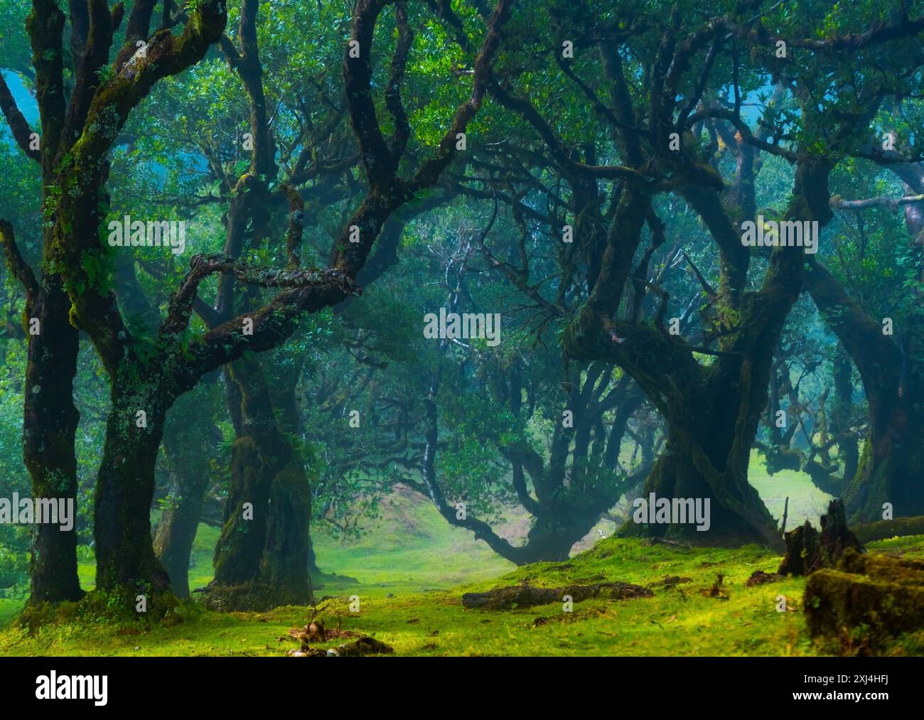 Twisted trees in the fog in Fanal Forest on the Portuguese island of ...