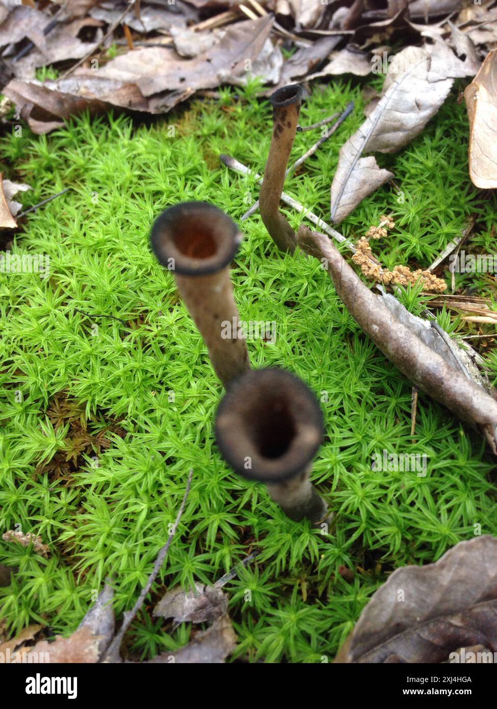 Eastern Black Trumpet (Craterellus fallax) Fungi Stock Photo - Alamy