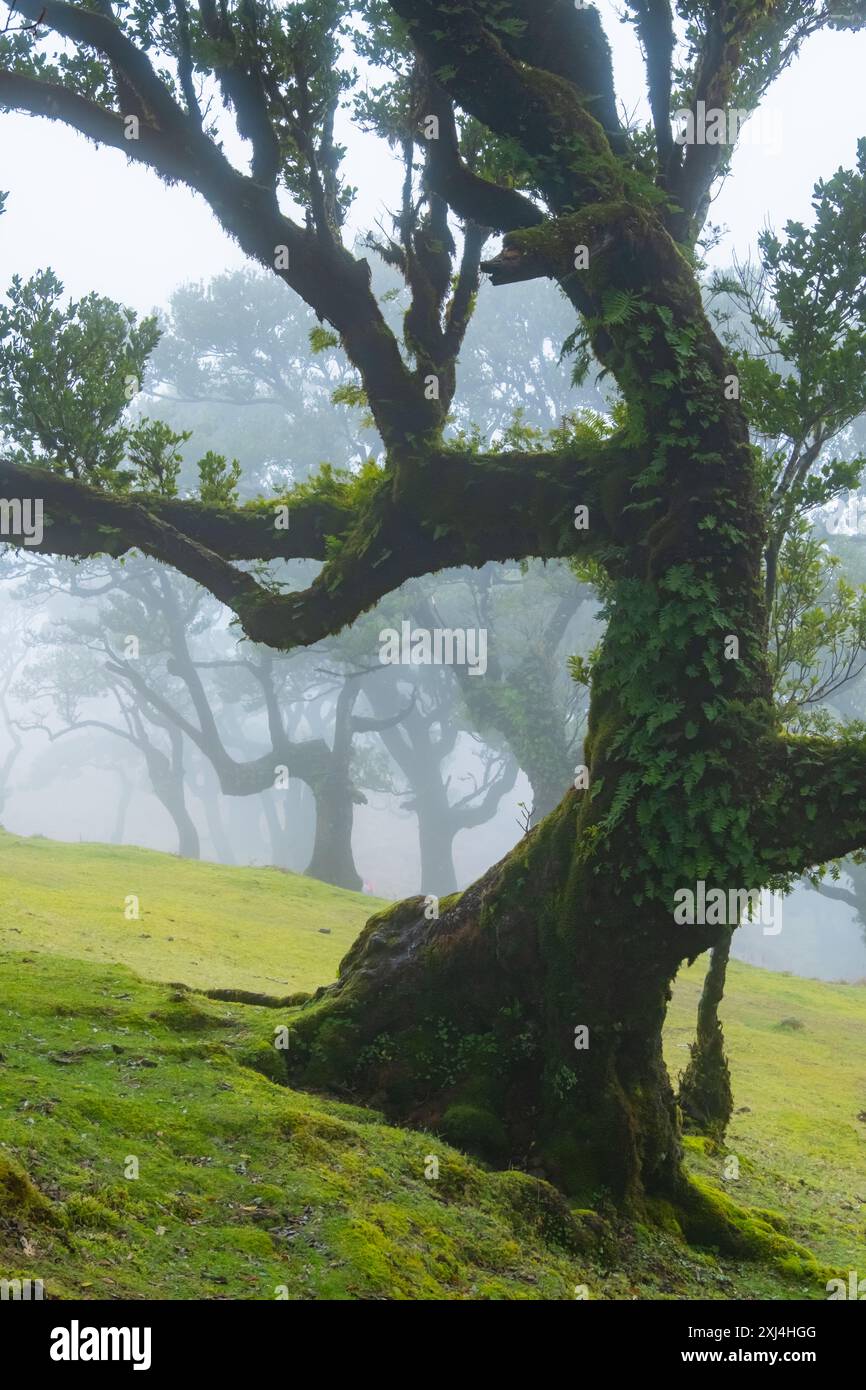 Twisted trees in the fog in Fanal Forest on the Portuguese island of ...
