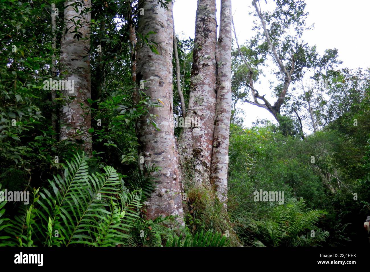 Stinkwood (Ocotea bullata) Plantae Stock Photo - Alamy