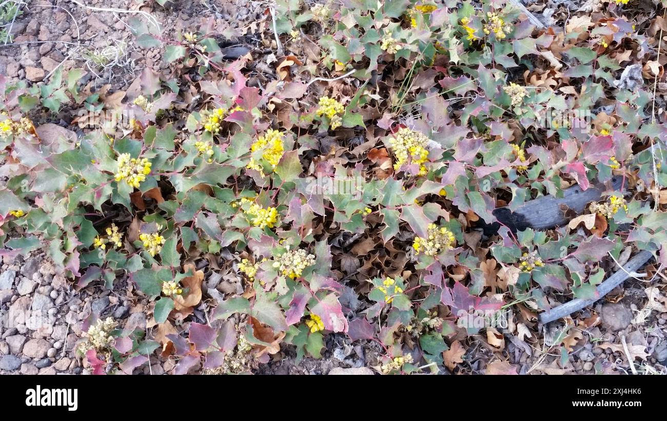 creeping mahonia (Berberis repens) Plantae Stock Photo - Alamy