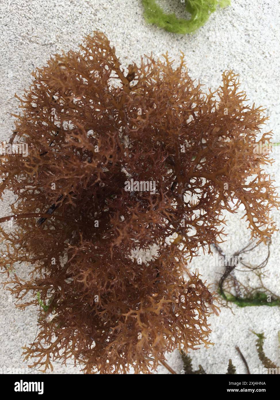 red algae (Rhodophyta) Plantae Stock Photo - Alamy