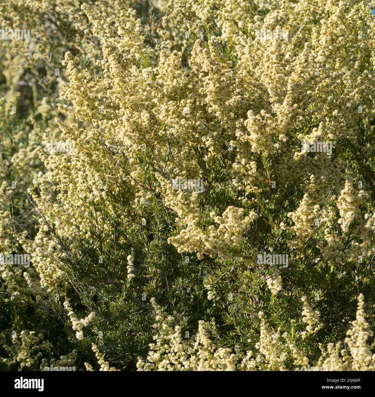 chamise (Adenostoma fasciculatum) Plantae Stock Photo - Alamy