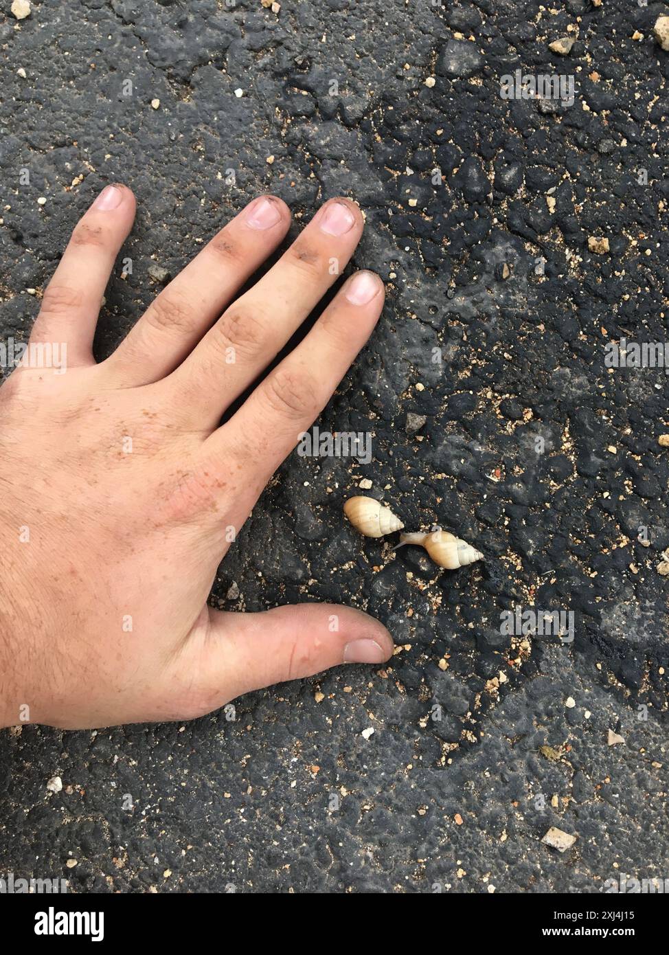 Mooreanus hi-res stock photography and images - Alamy