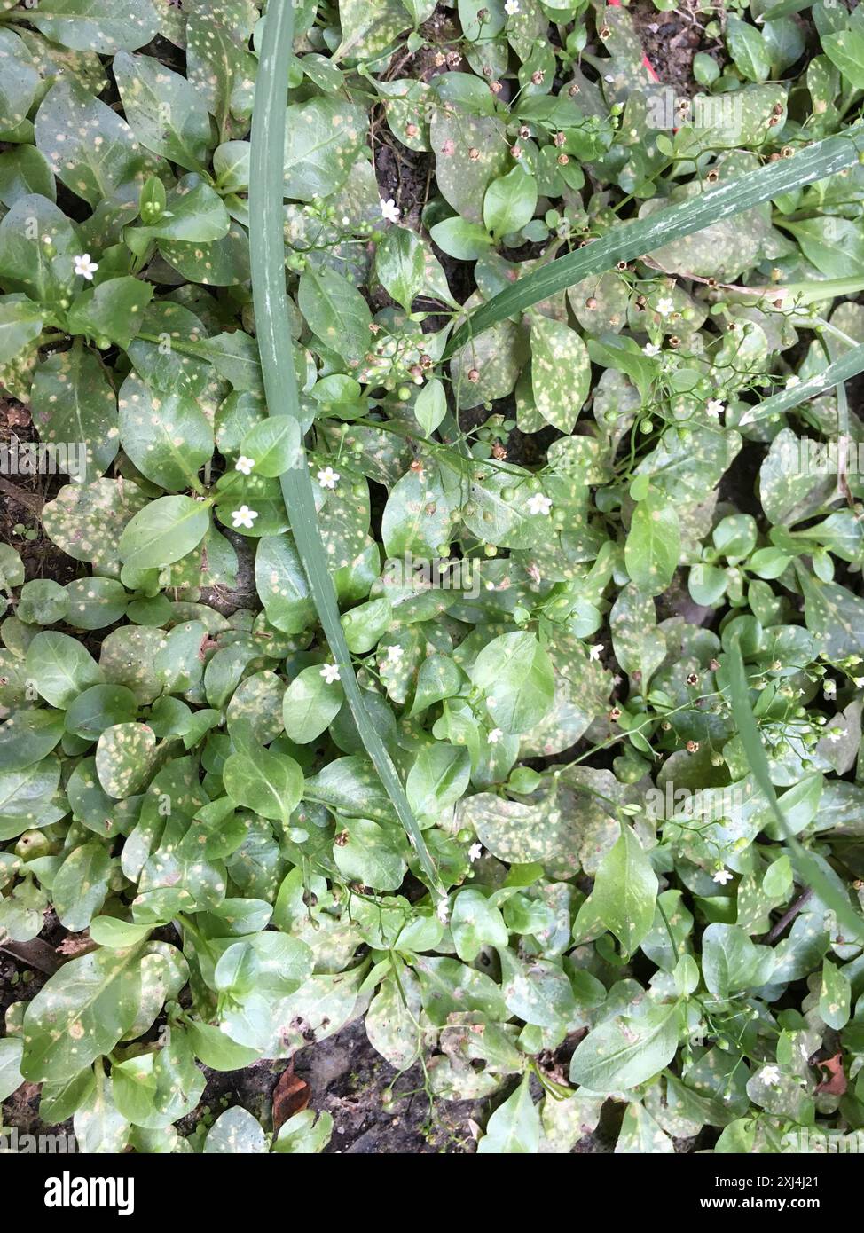 seaside brookweed (Samolus parviflorus) Plantae Stock Photo - Alamy
