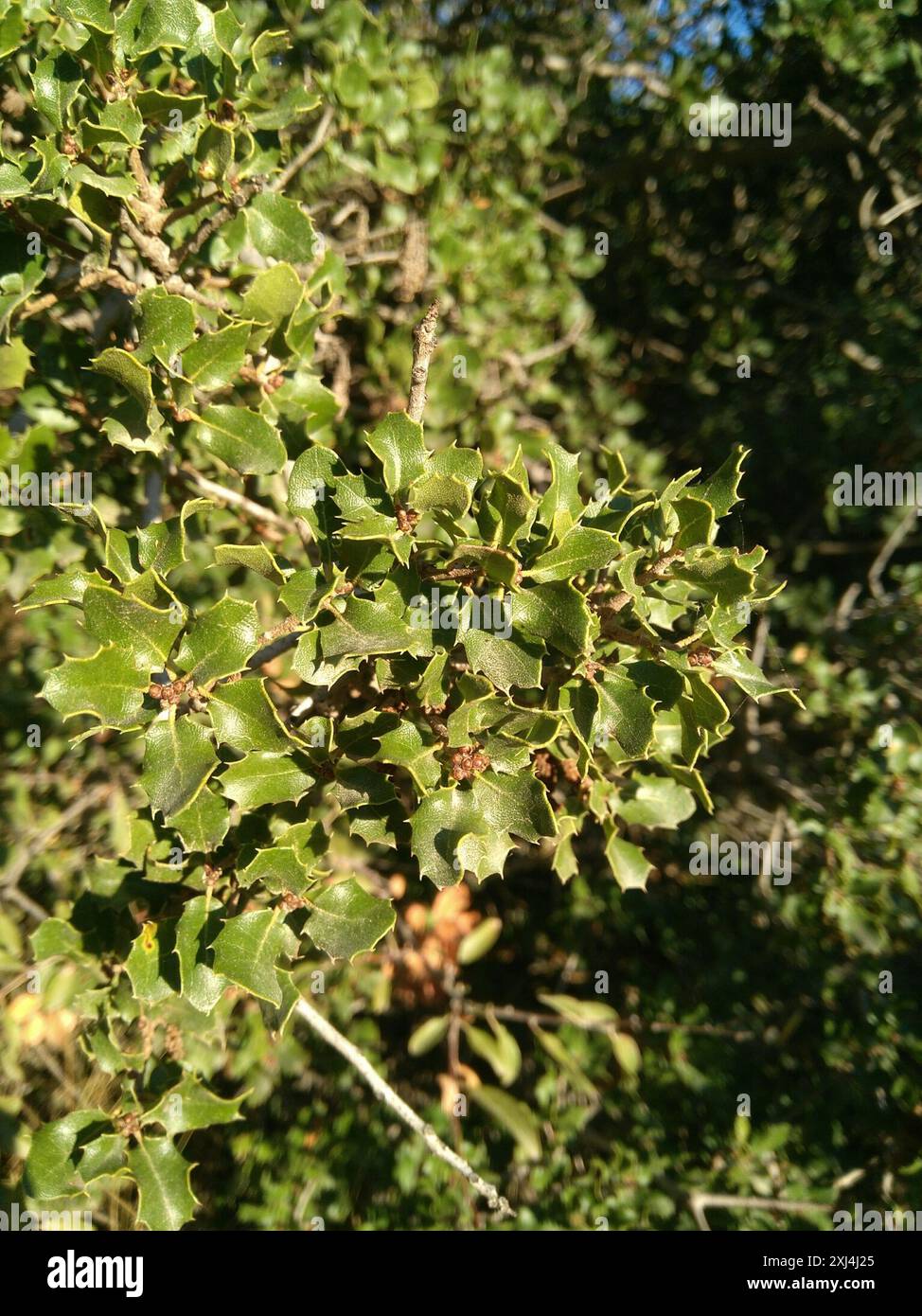 Kermes oak (Quercus coccifera) Plantae Stock Photo - Alamy