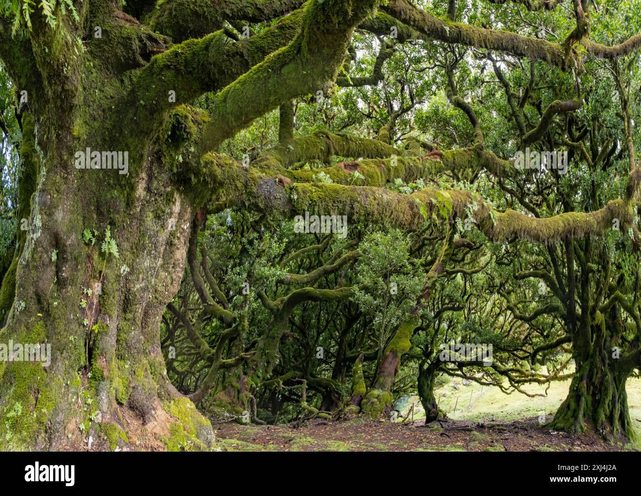 Twisted trees in the fog in Fanal Forest on the Portuguese island of ...