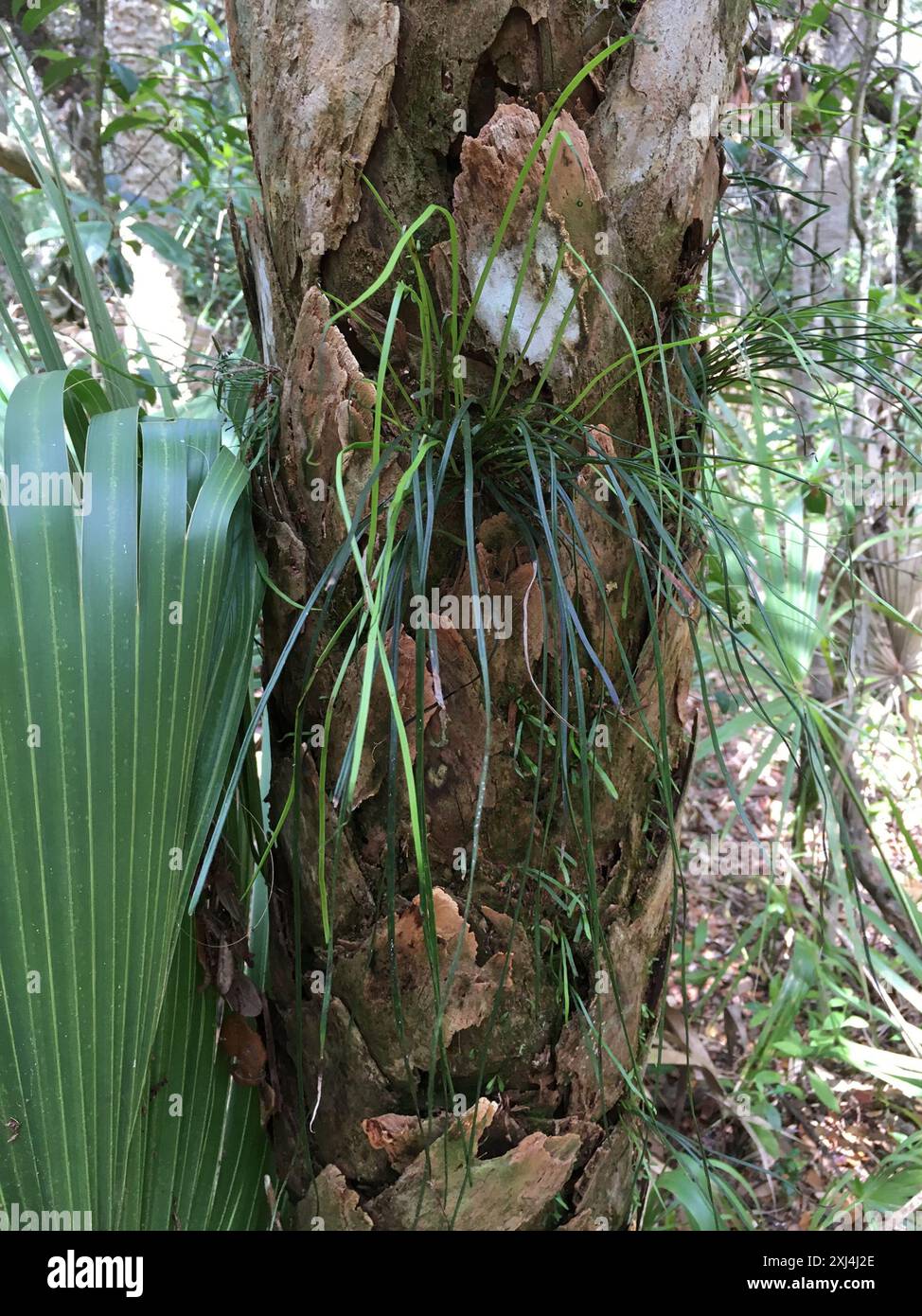 Shoestring Fern (Vittaria lineata) Plantae Stock Photo - Alamy