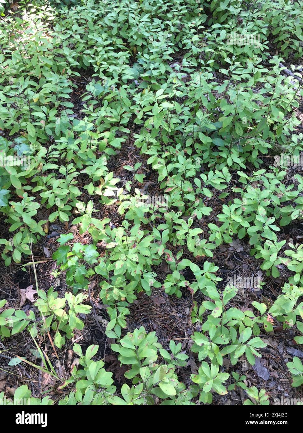 dangleberry (Gaylussacia frondosa) Plantae Stock Photo - Alamy