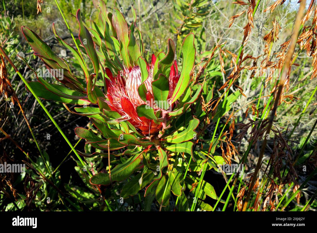 Protea susannae hi-res stock photography and images - Alamy