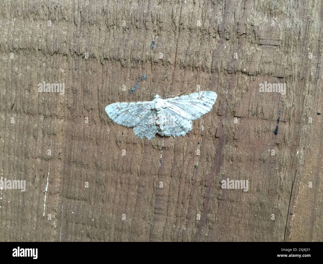 Brown-shaded Gray (Iridopsis defectaria) Insecta Stock Photo - Alamy