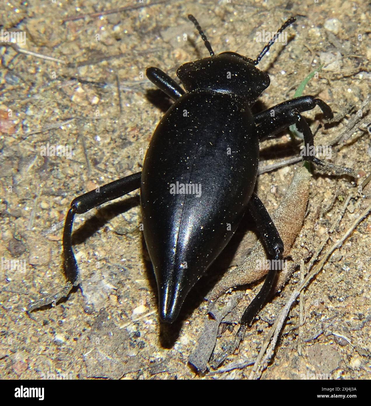 (Eleodes acuticauda) Insecta Stock Photo - Alamy