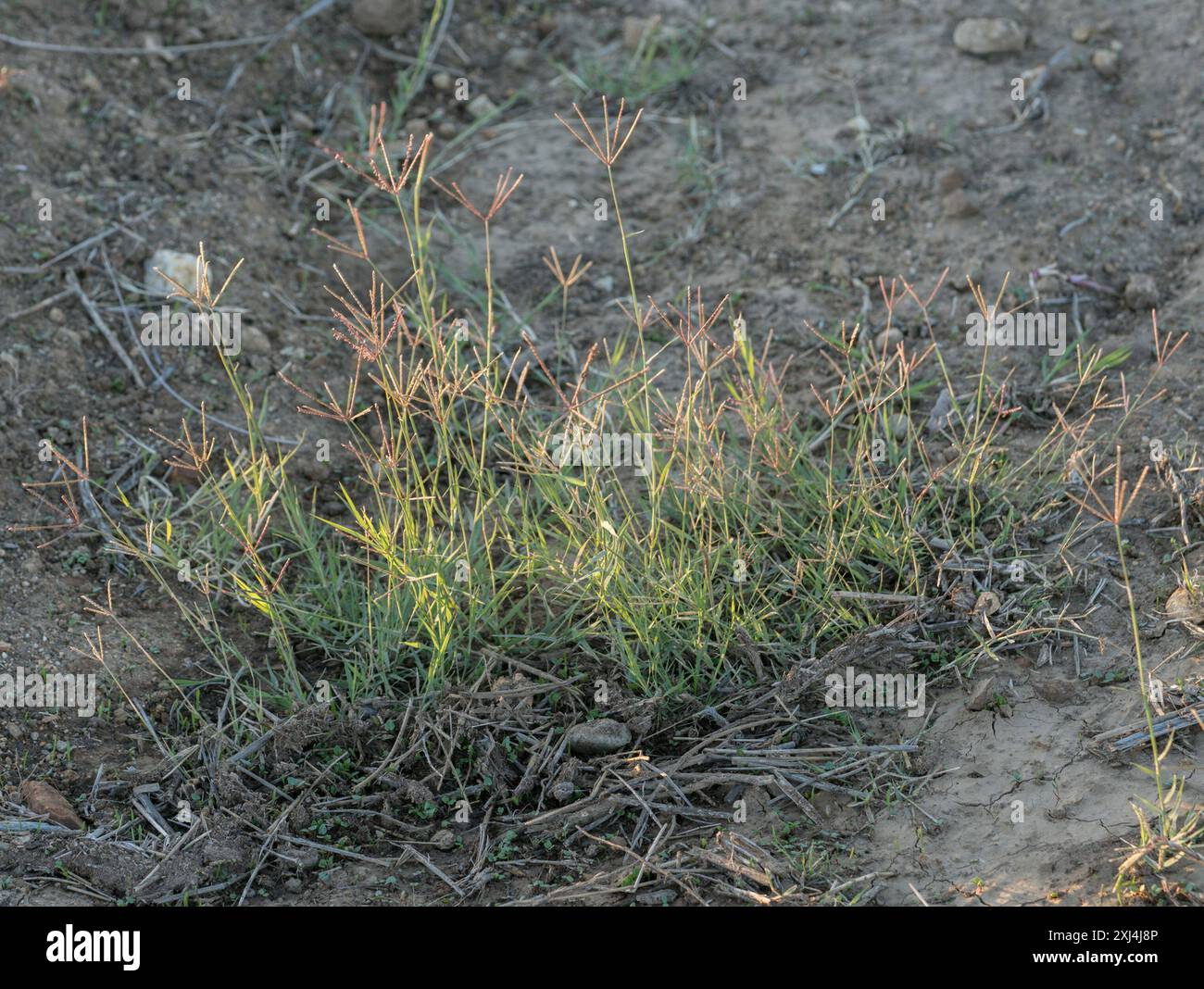 Bermuda grass (Cynodon dactylon) Plantae Stock Photo - Alamy