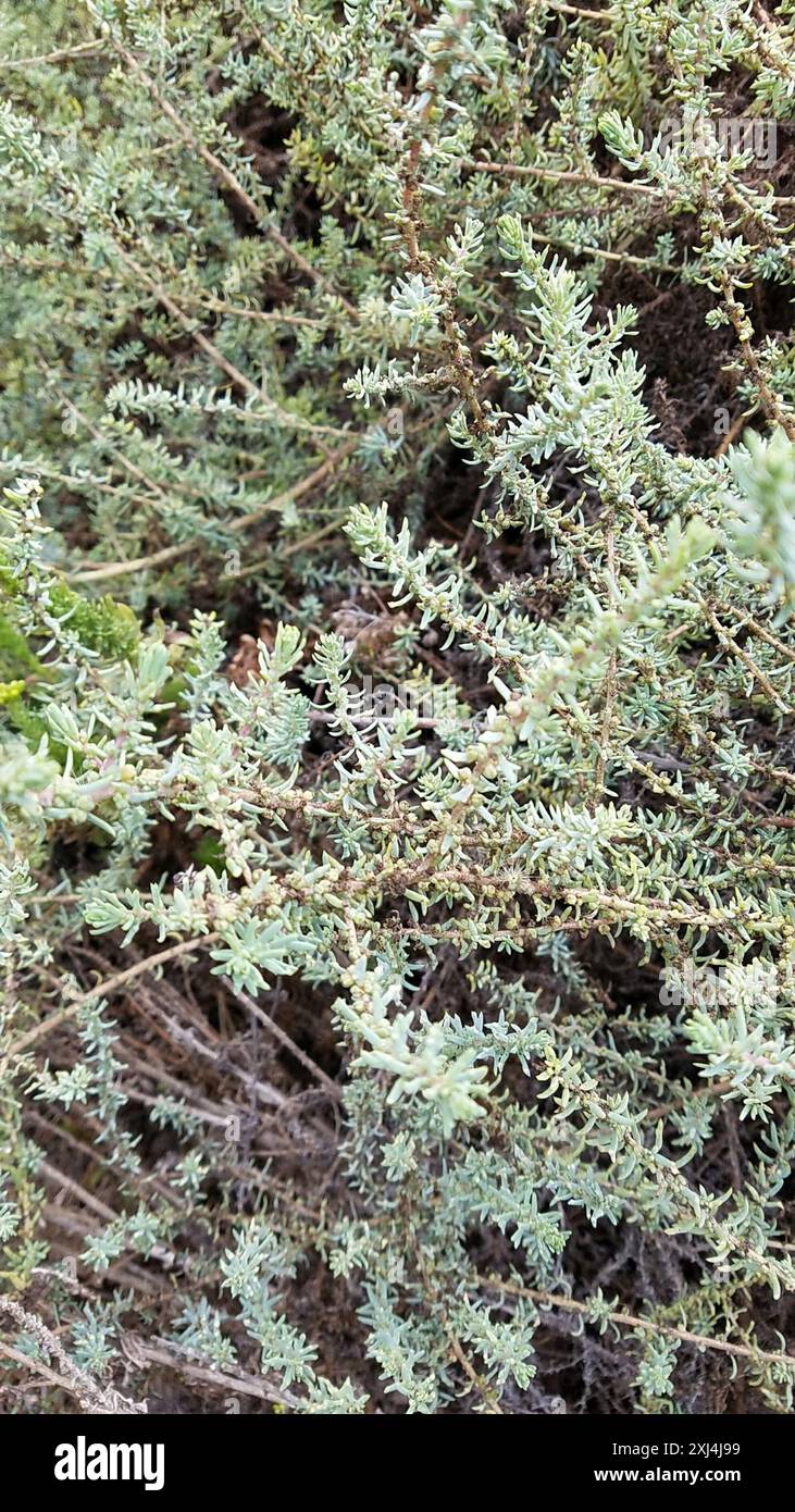 Woolly Seablite (Suaeda taxifolia) Plantae Stock Photo - Alamy