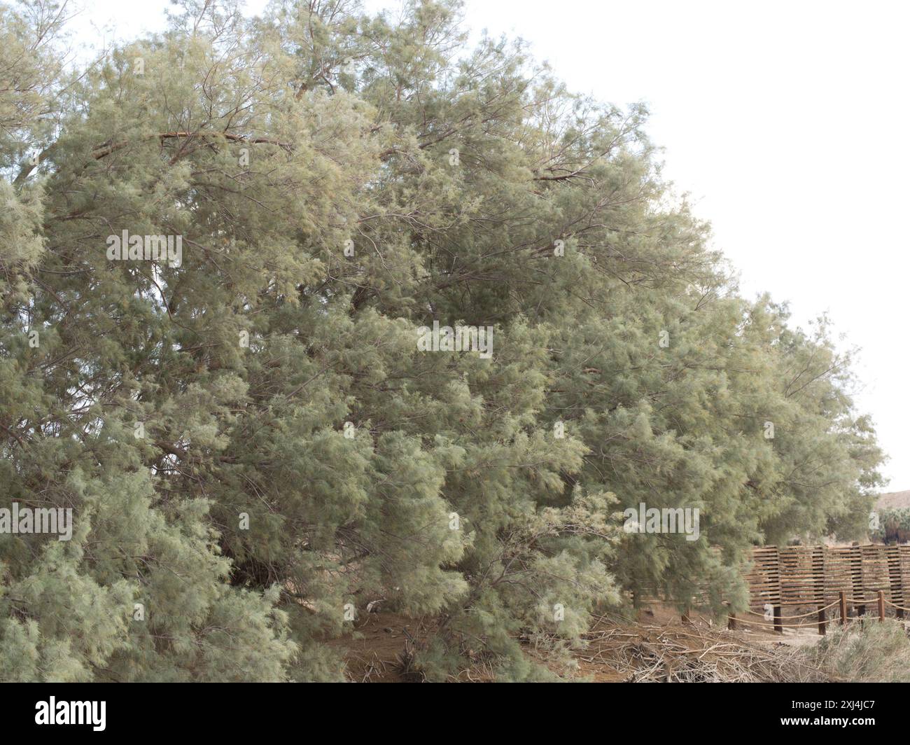 athel tamarisk (Tamarix aphylla) Plantae Stock Photo - Alamy