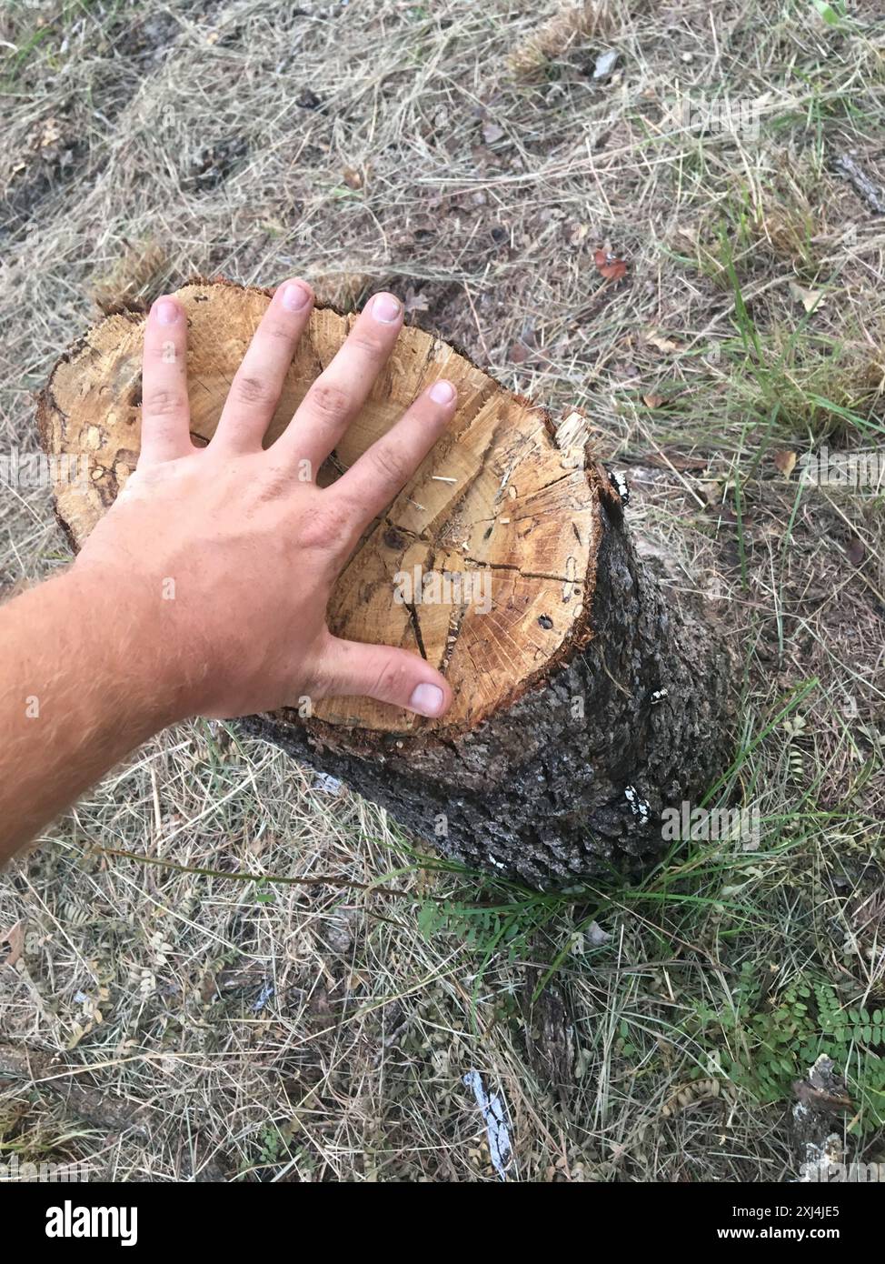 Texas Ironclad Beetle (Zopherus nodulosus haldemani) Insecta Stock ...